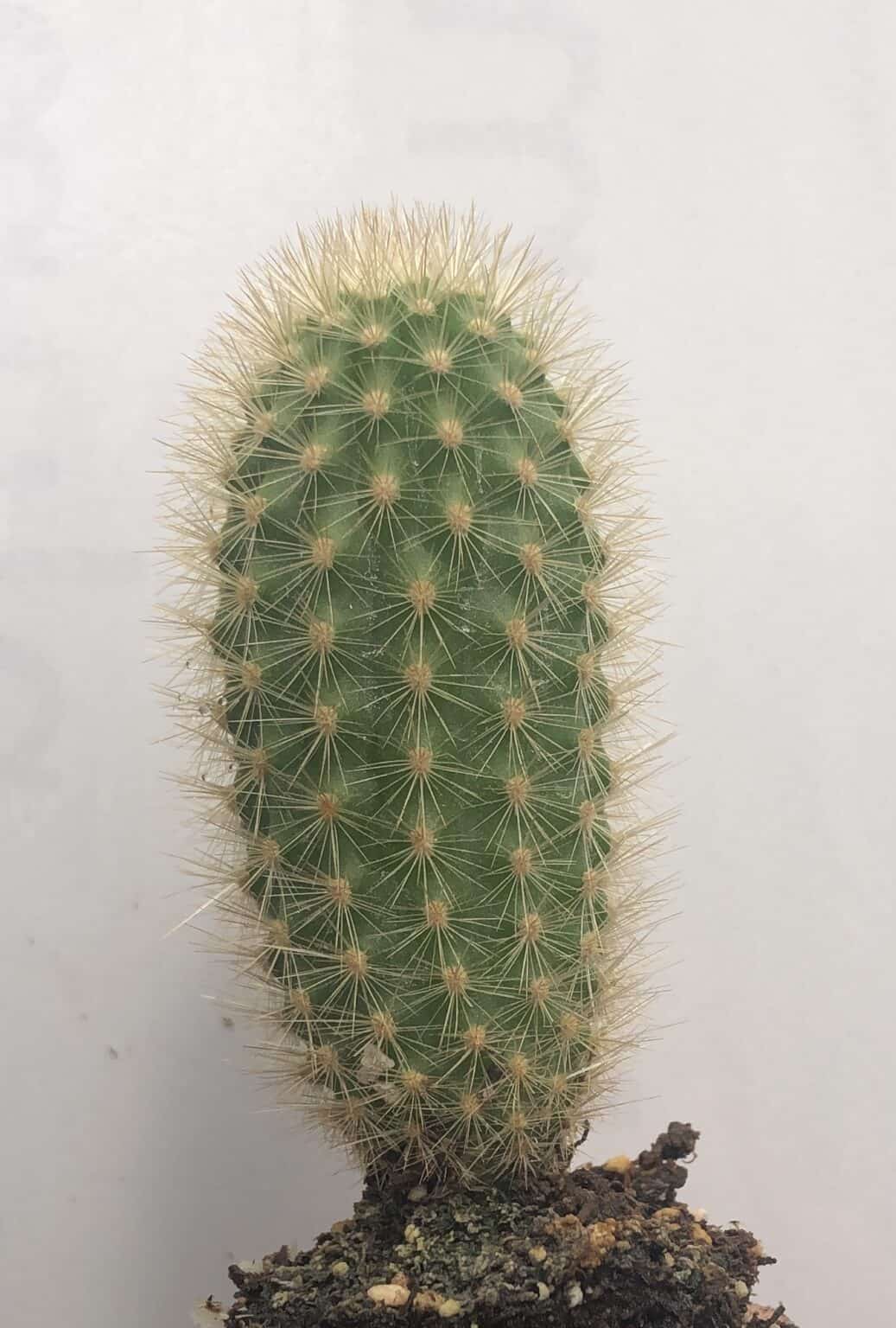 Products - Cacti Youngplants