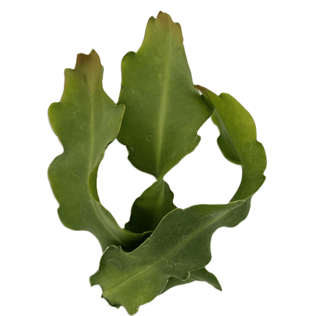 Epiphyllum Curly Locks - Cacti Youngplants