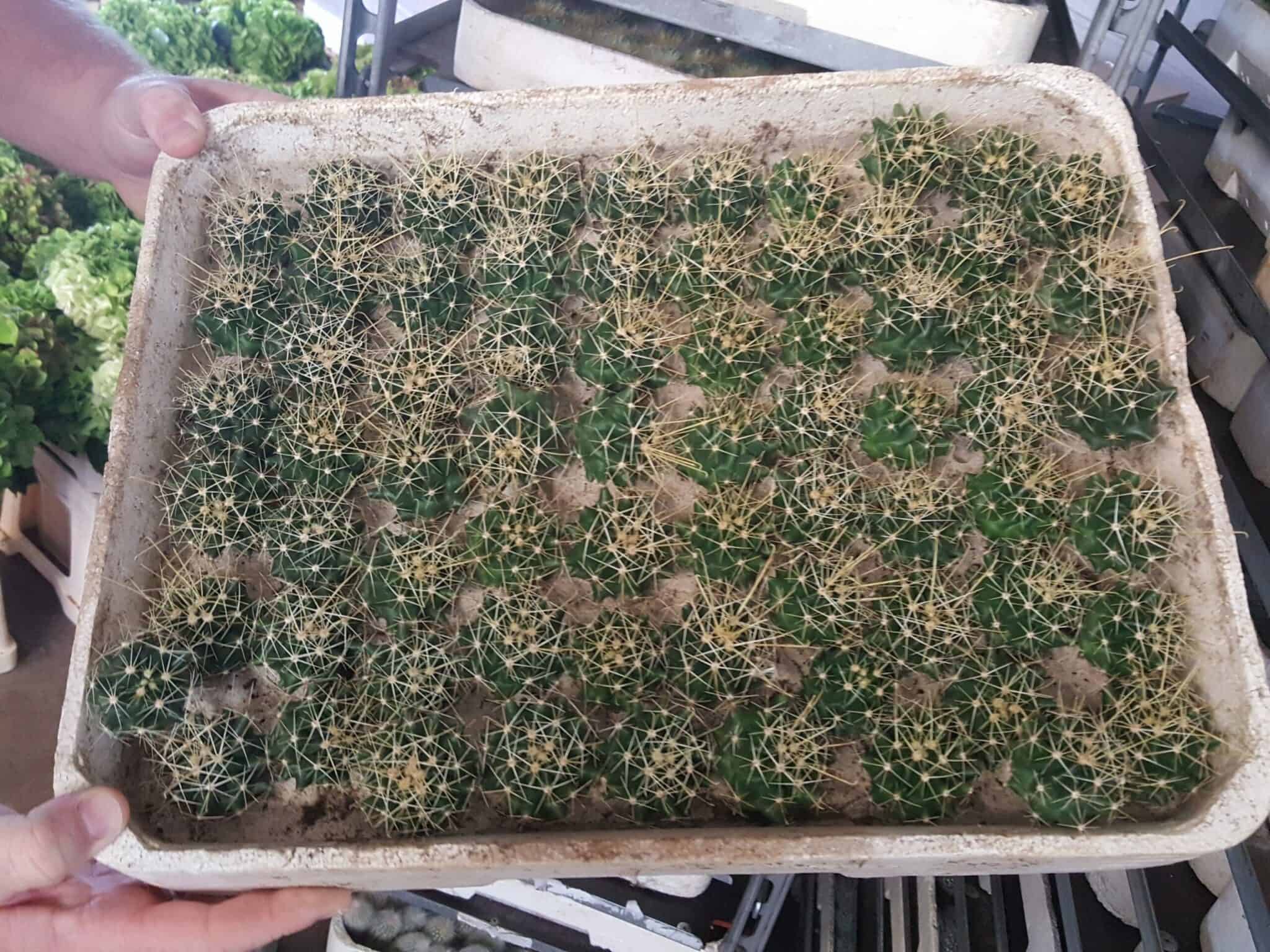 Home - Cacti Youngplants