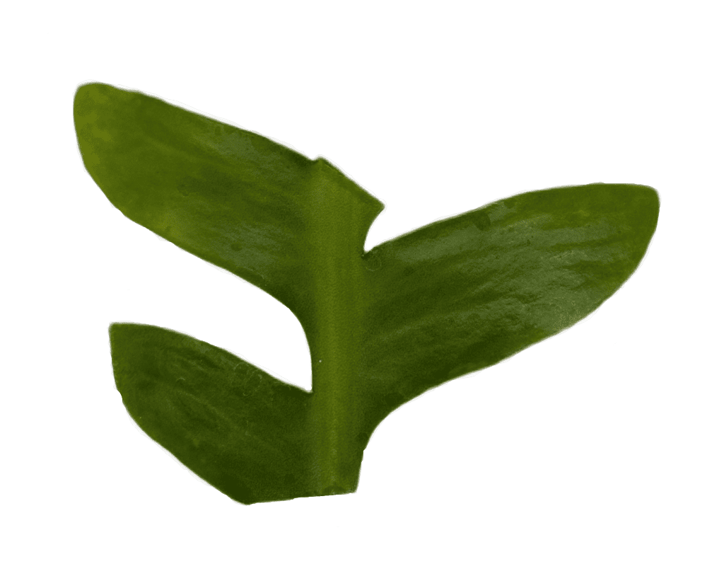 Epiphyllum Shark Fin - Cacti Youngplants