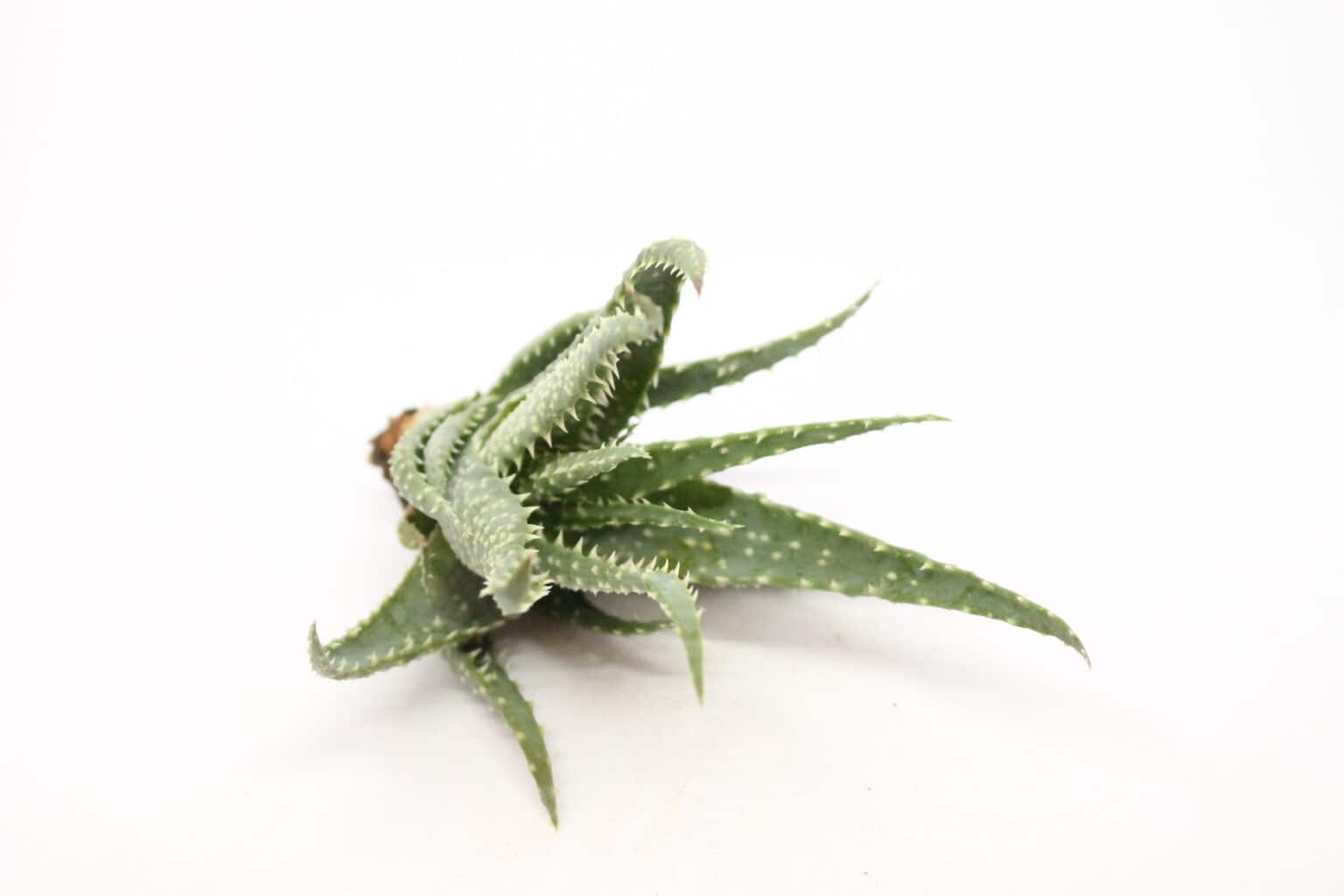 Products - Cacti Youngplants