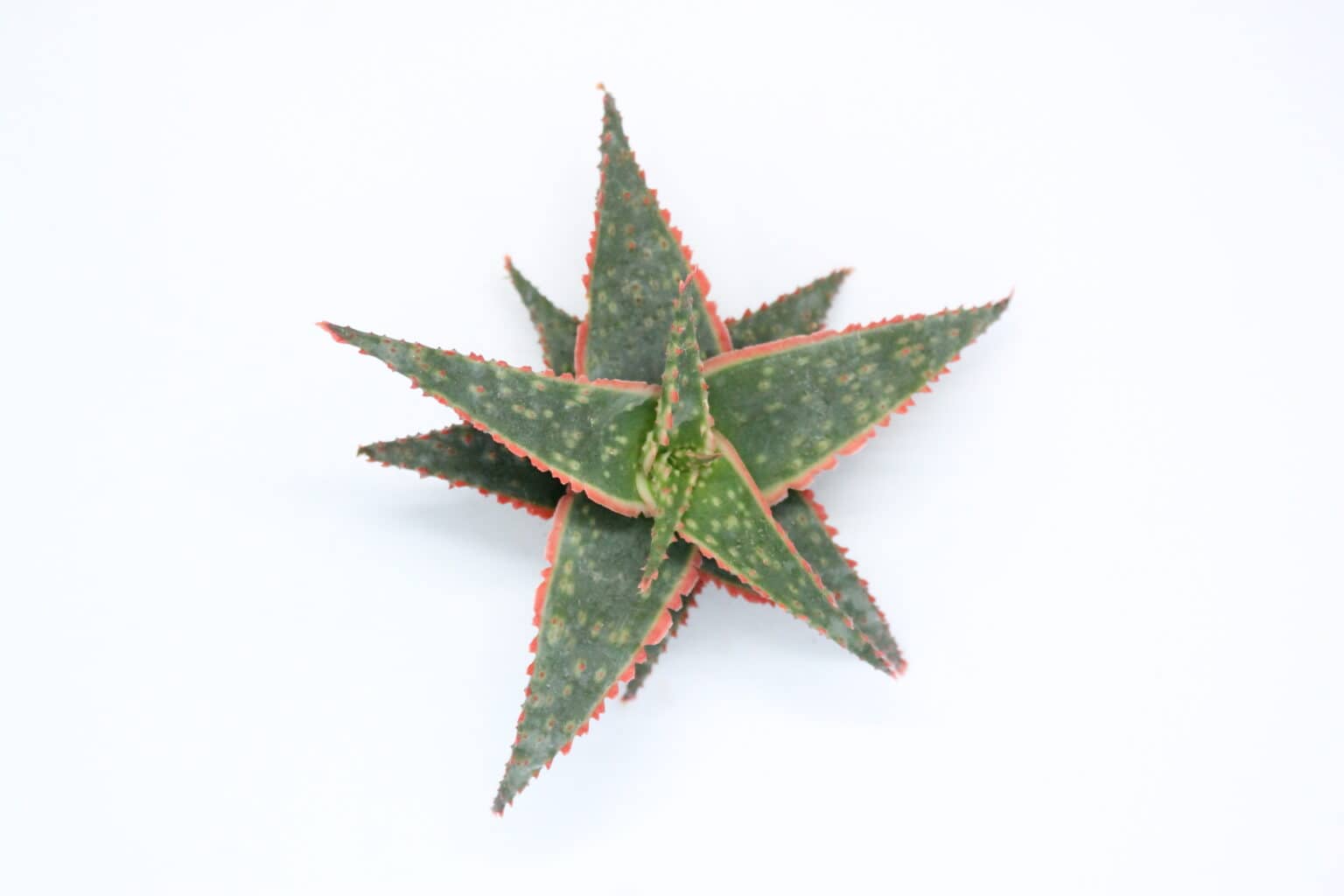 Products - Cacti Youngplants