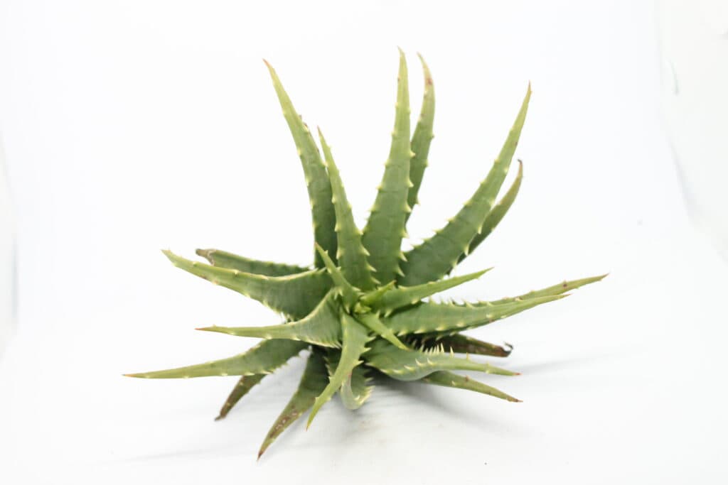 Aloe Mohawk - Cacti Youngplants