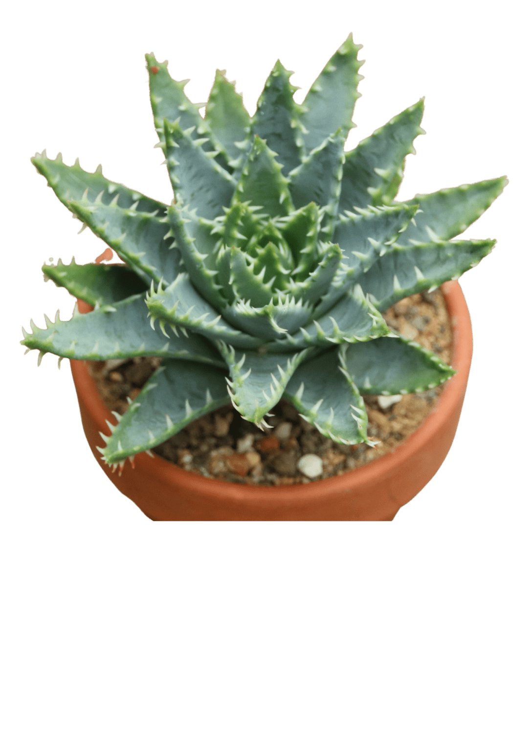 Products - Cacti Youngplants