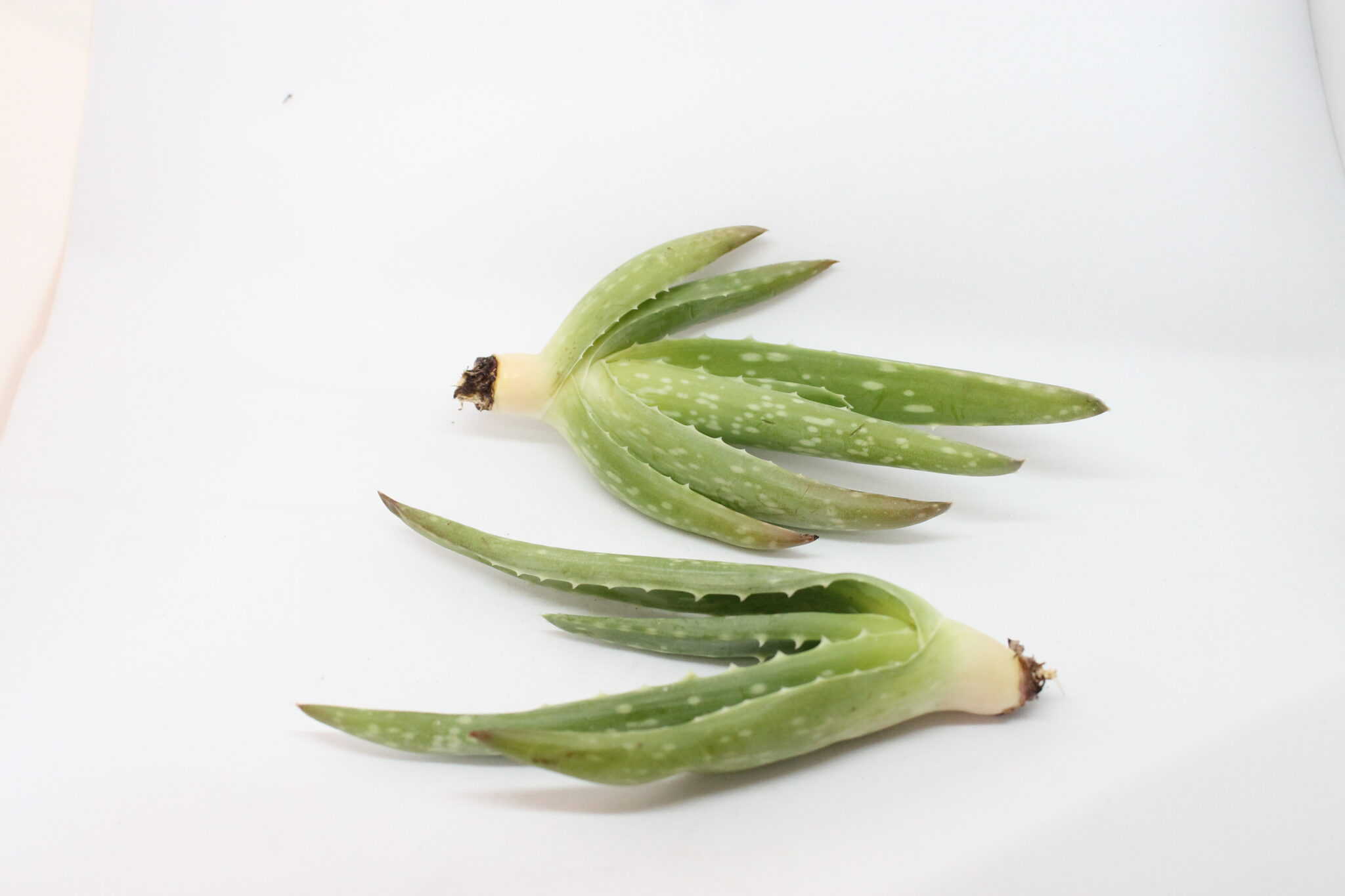 Products - Cacti Youngplants