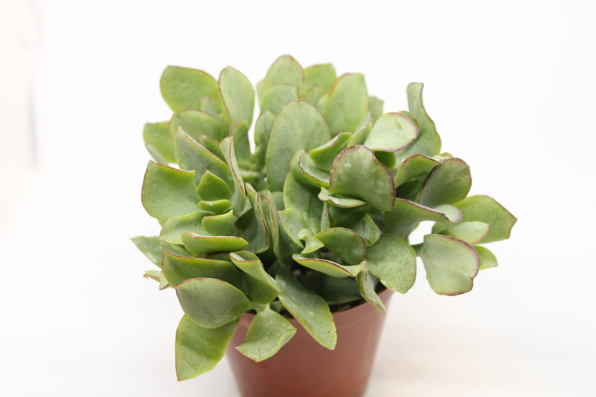 Crassula Curly Grey - Cacti Youngplants