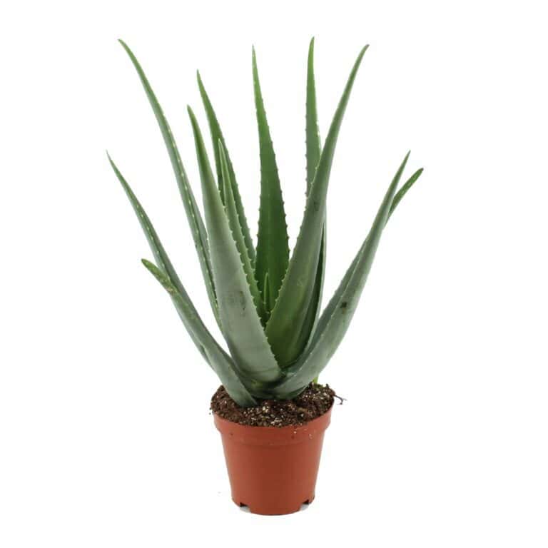 Products - Cacti Youngplants